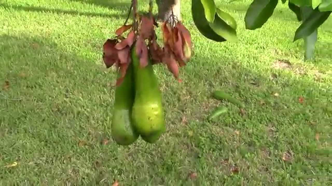 Unusually Shaped (Russell?) Avocados - YouTube
