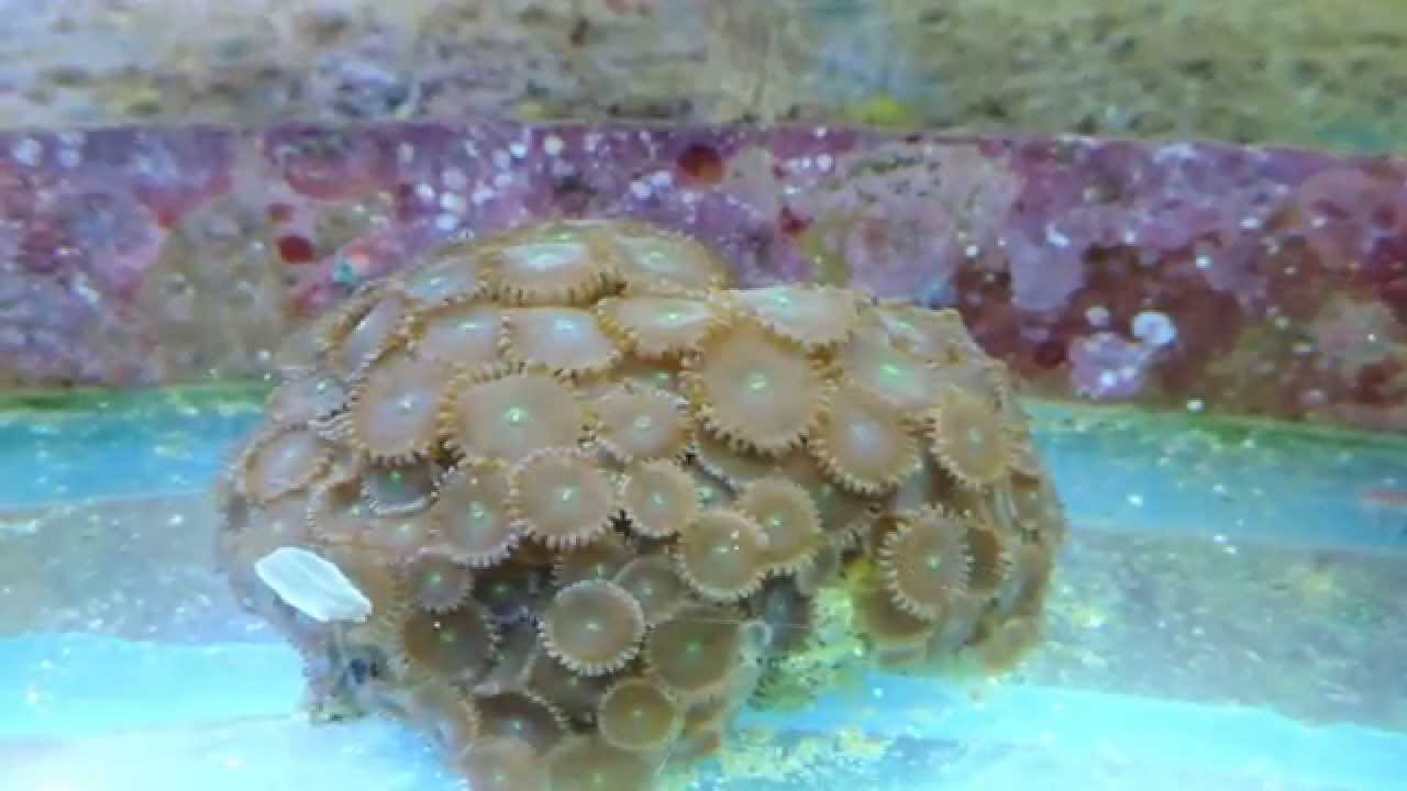 Daisy polyps, Starburst Polyps, Green pachyclavularia, polyps, - YouTube