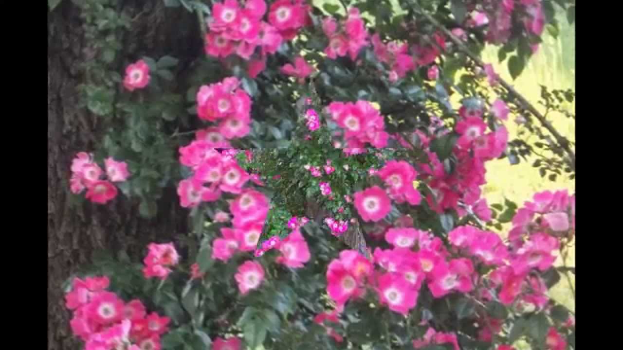 Roses Roses Roses - YouTube