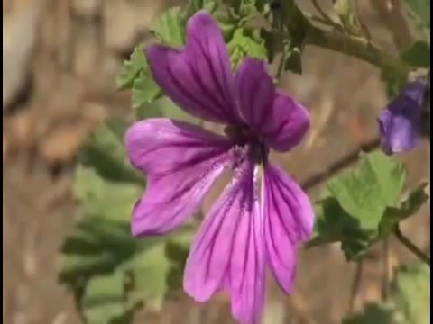 Dervişlik Ne Güzel Sultanlık İmiş - Müziksiz İlahi