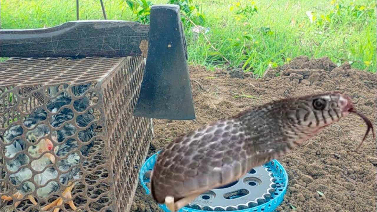 Easily trap underground snakes using deep pits and blue plastic baskets ...