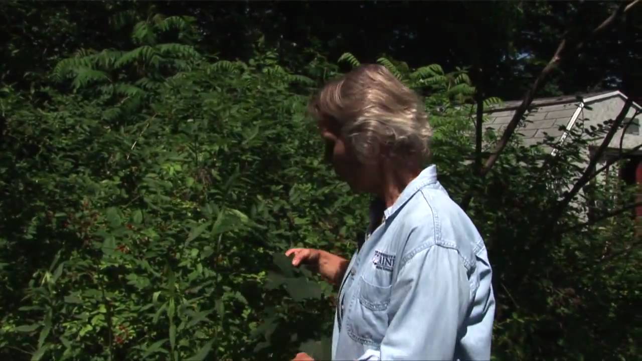 How to Get Rid of Invasive Plants - YouTube