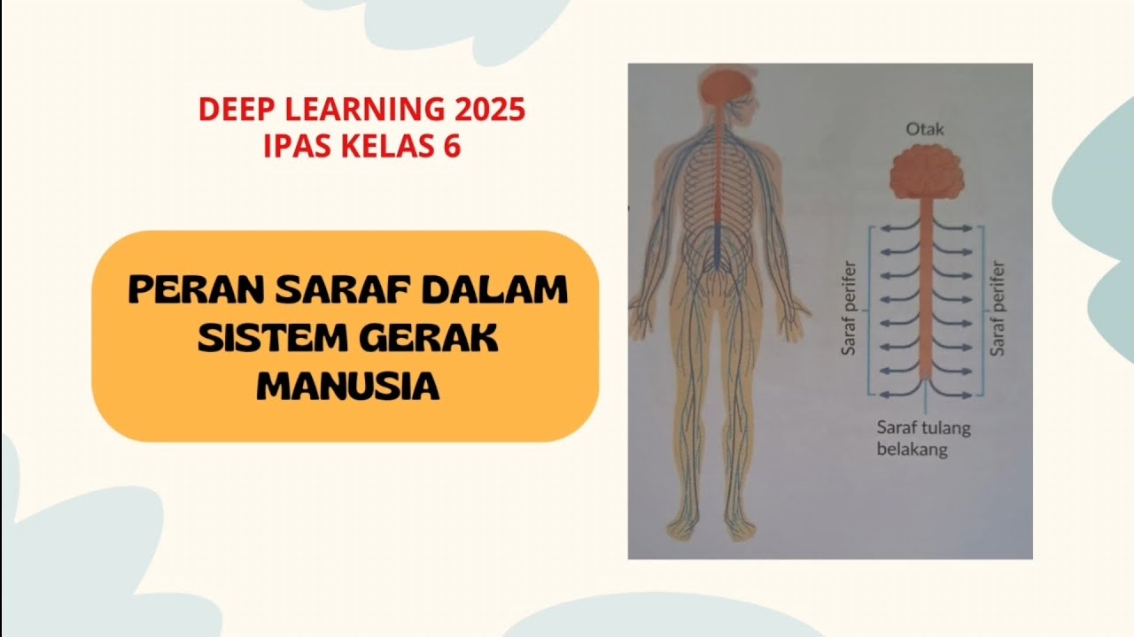 PERAN SISTEM SARAF DALAM SISTEM GERAK MANUSIA - YouTube