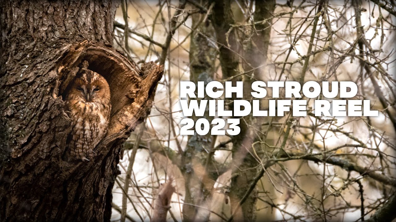 Rich Stroud - Wildlife Reel 2023 - YouTube