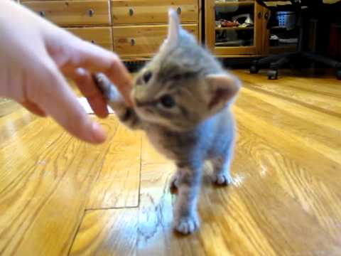 Kittens bouncing around - YouTube