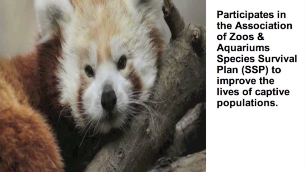 The Red Panda and Ring-tailed Lemur - YouTube