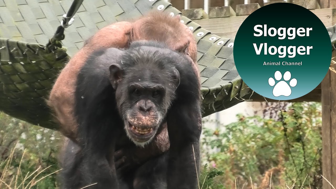 Chimp Flynn From Kicking The Window To His Sharing And Caring Site ...