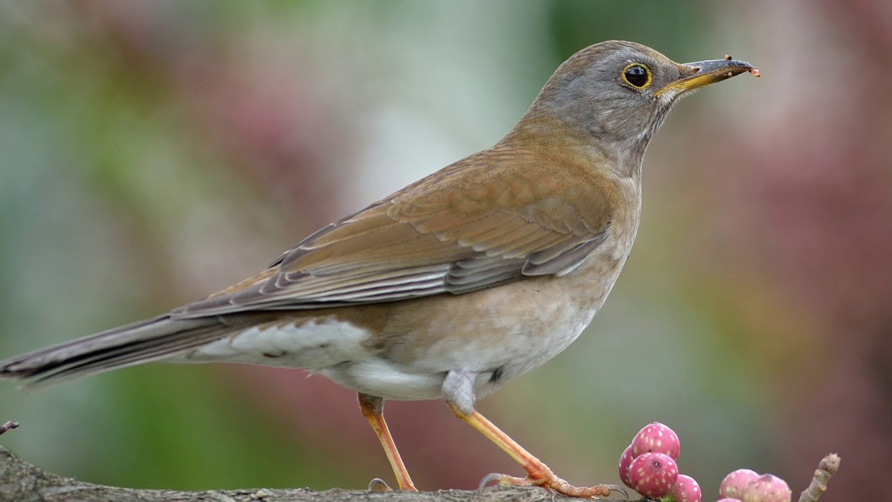 Pale Thrush (Turdus pallidus) - YouTube