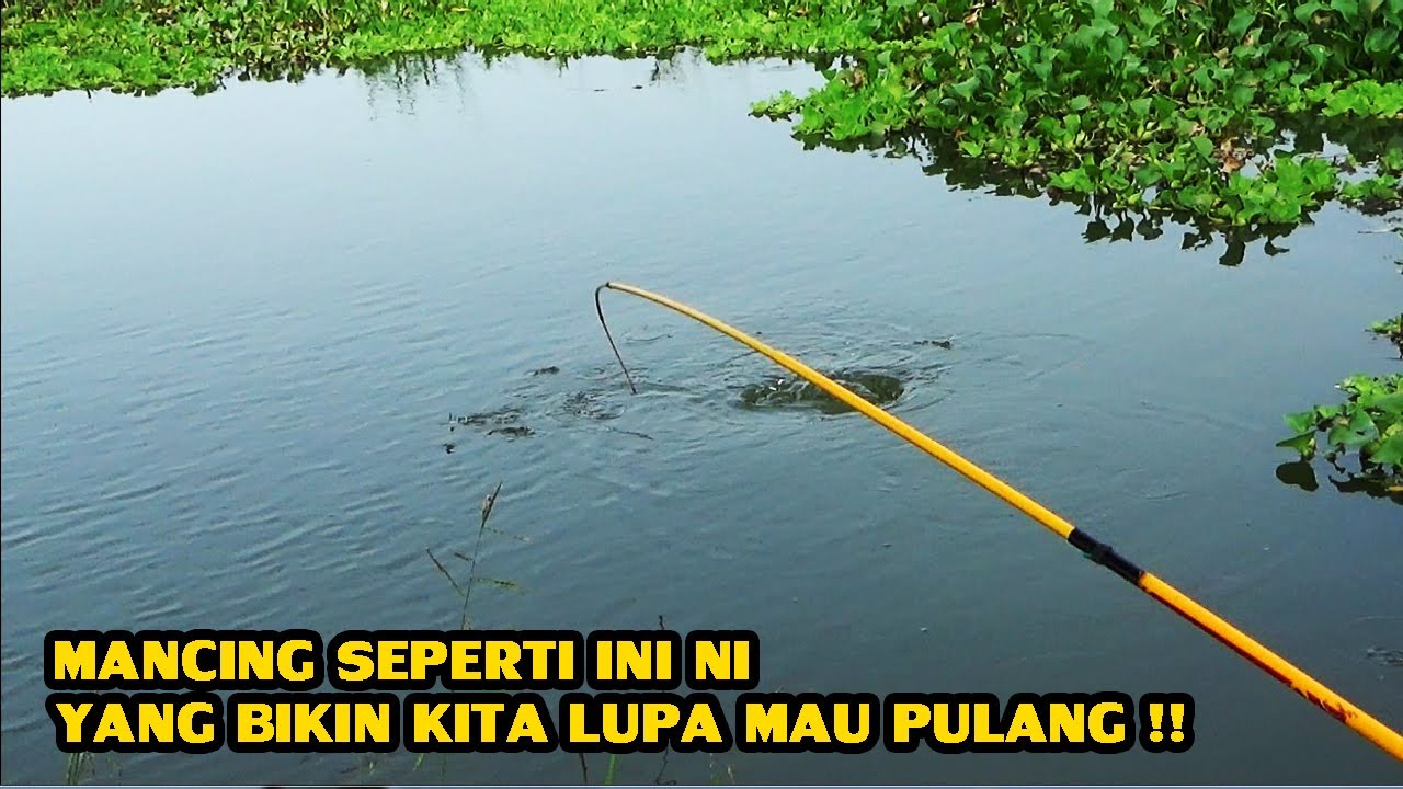 SURGANYA PEMANCING !!! Ikan DIsini Sangat Melimpah Sampai lupa Mau ...