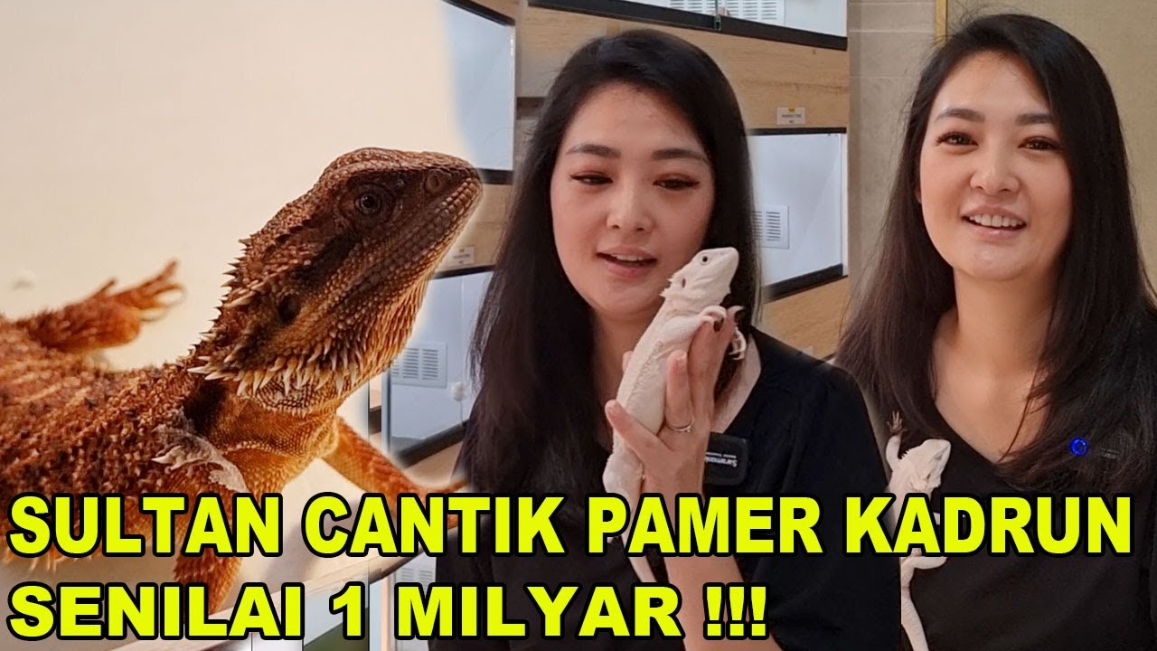 KADAL GURUN 1 MILYAR KOLEKSI SULTAN CANTIK JAKARTA SELATAN - BEARDED DRAGON LANGKA - YouTube