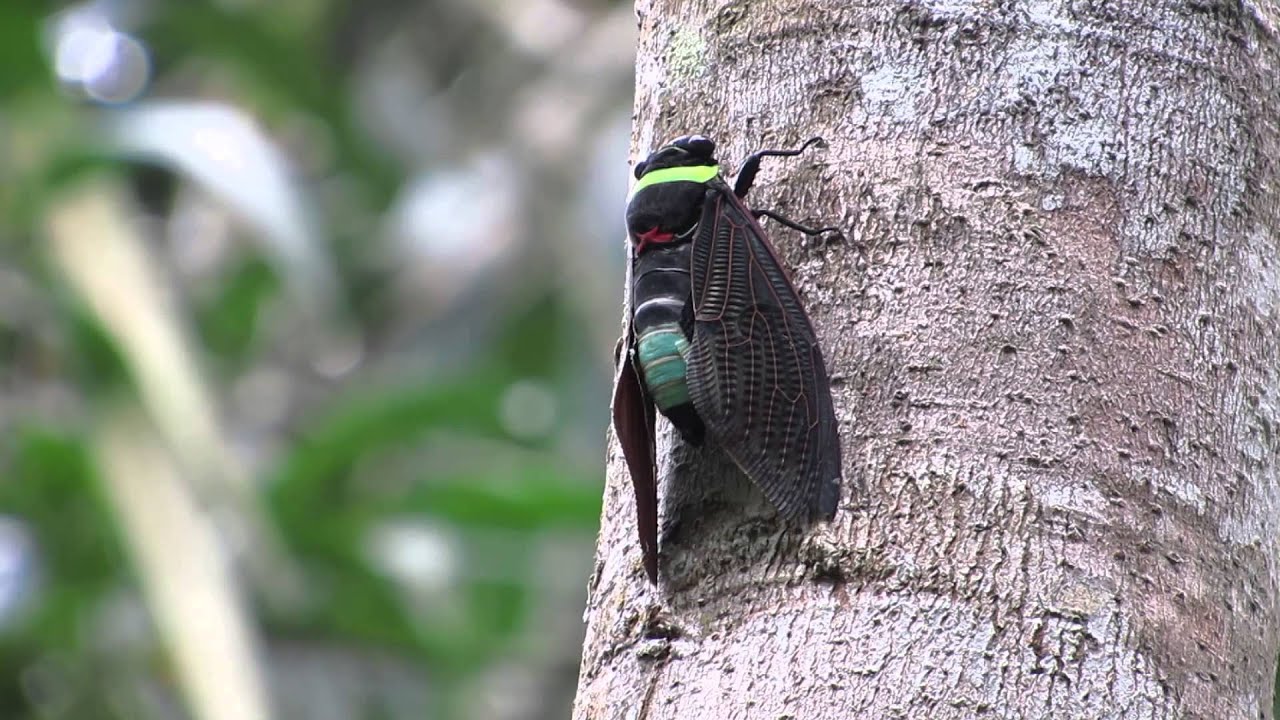 Tacua speciosa (25Jun2013a) - YouTube