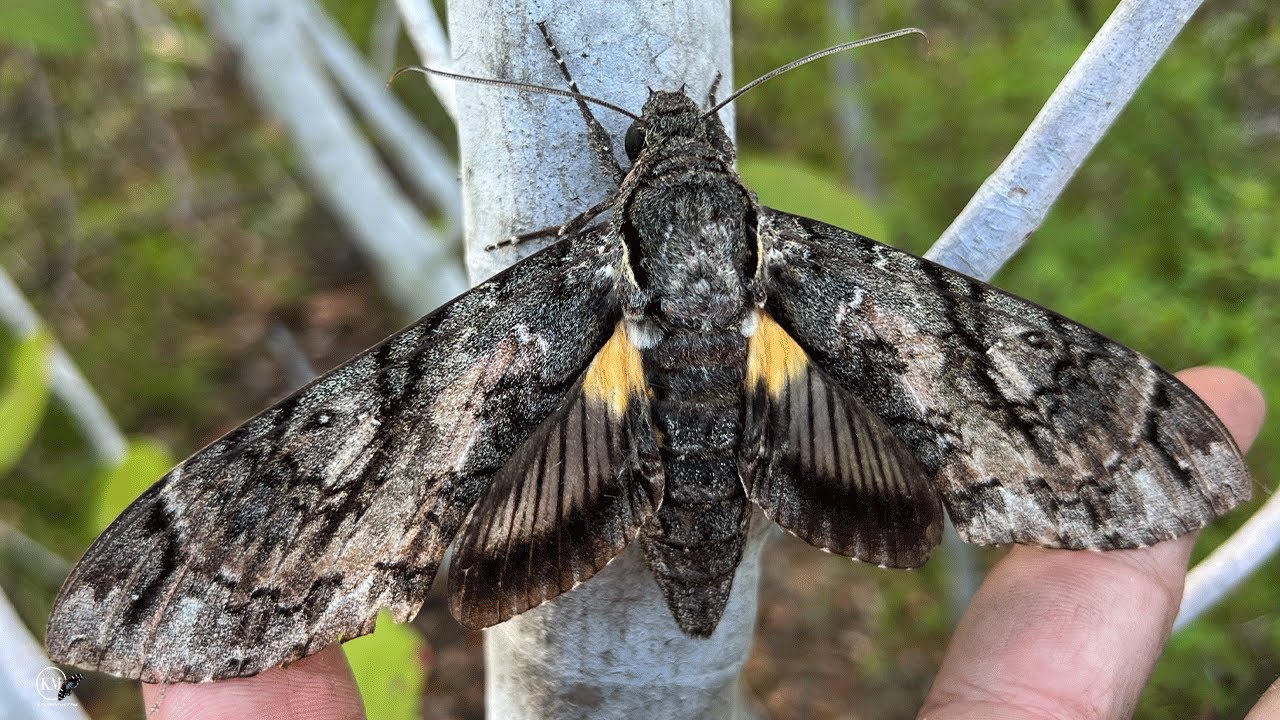 LARGEST SPHINX MOTH I'VE EVER SEEN THE GIANT SPHINX - YouTube