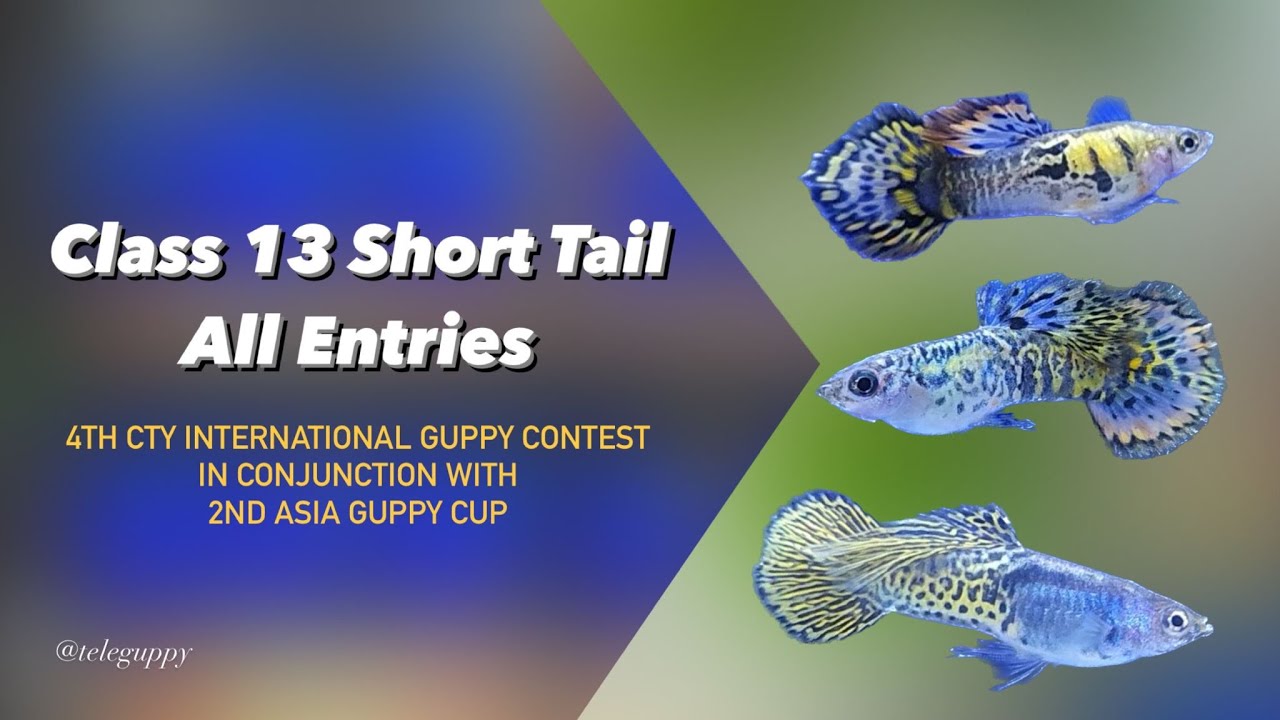 All 24 Short Tail Guppy Competition Entries | 4th CTY Guppy Contest ...