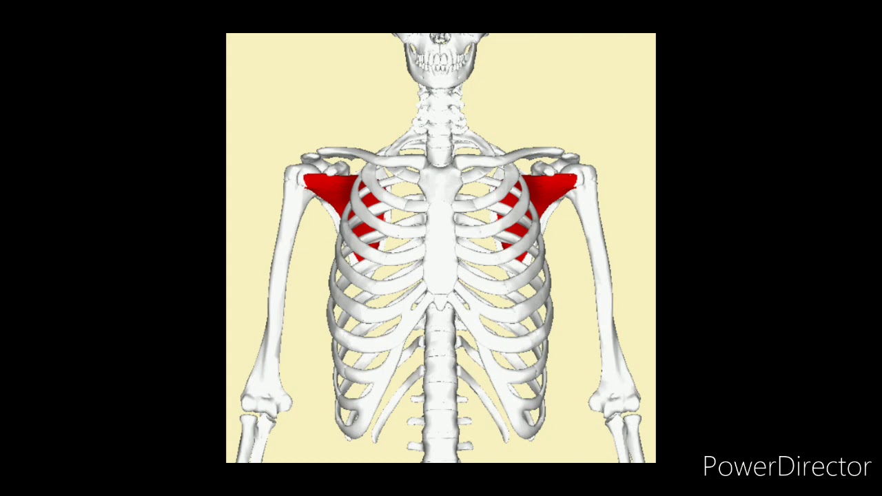 Subscaplaris Exercise (inward shoulder rotation) - YouTube