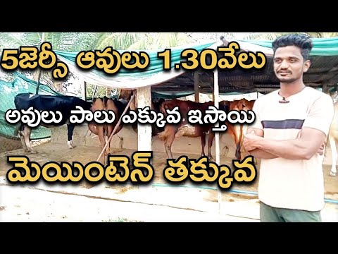 5జెర్సీ అవులు 1.30లక్షల!! మెయింటెన్ తక్కువ!!cows dairy farm!!@anu lucky ...