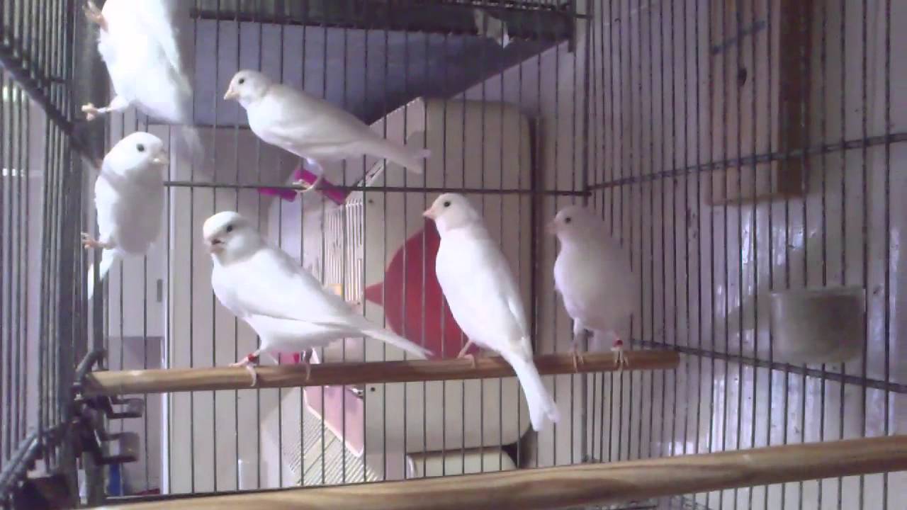 CANARIOS BLANCOS RECESIVOS 2013. - YouTube