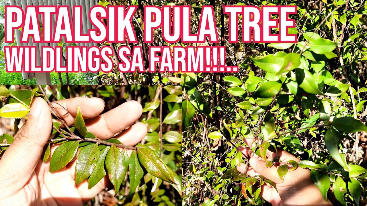Patalsik Pula Tree May Maraming Wildlings sa Farm - YouTube