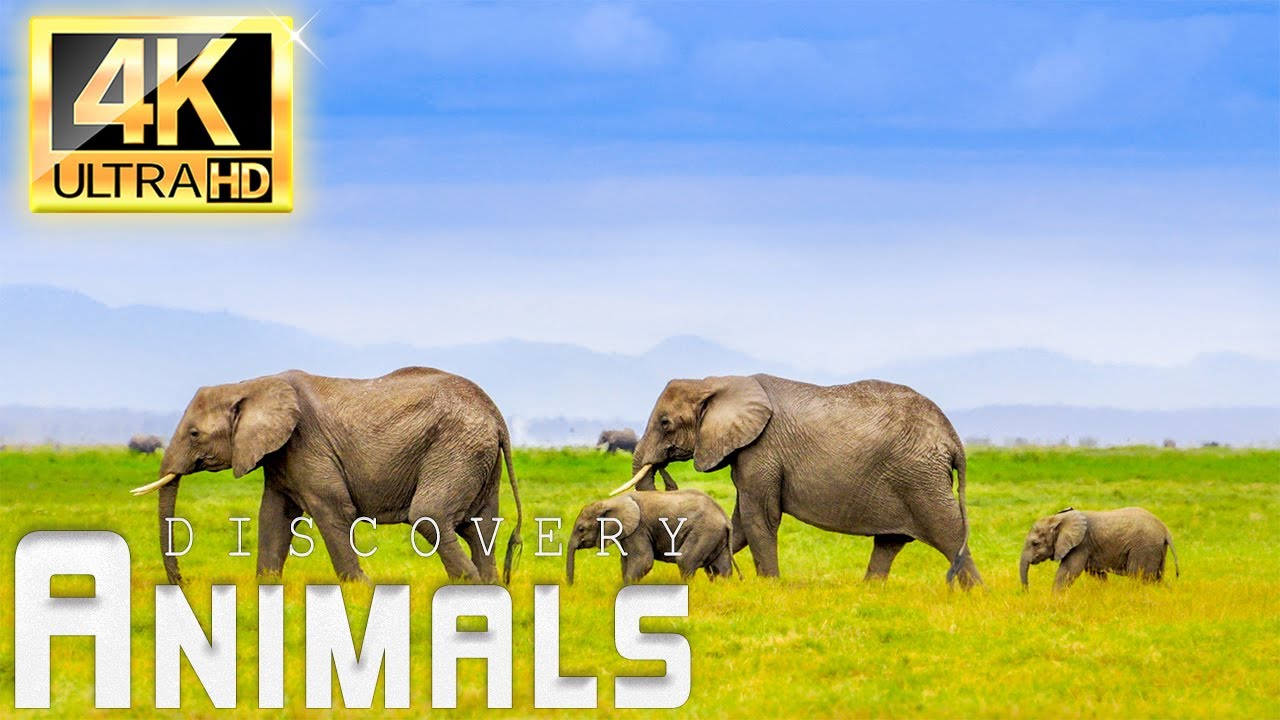 4K Ultra HD Video of Wild Animals - 3 HR 4K Wildlife Scenery with ...