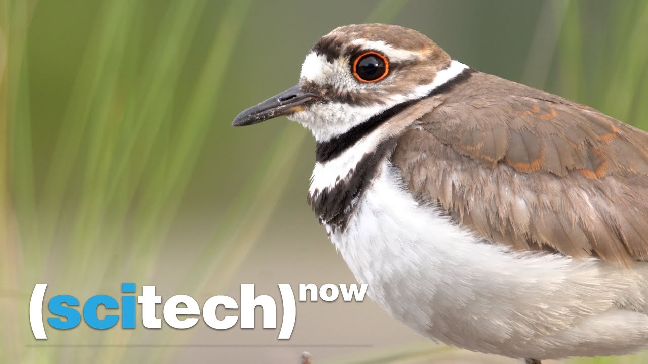 SciTech Now: MOTUS Bird Tracking - YouTube