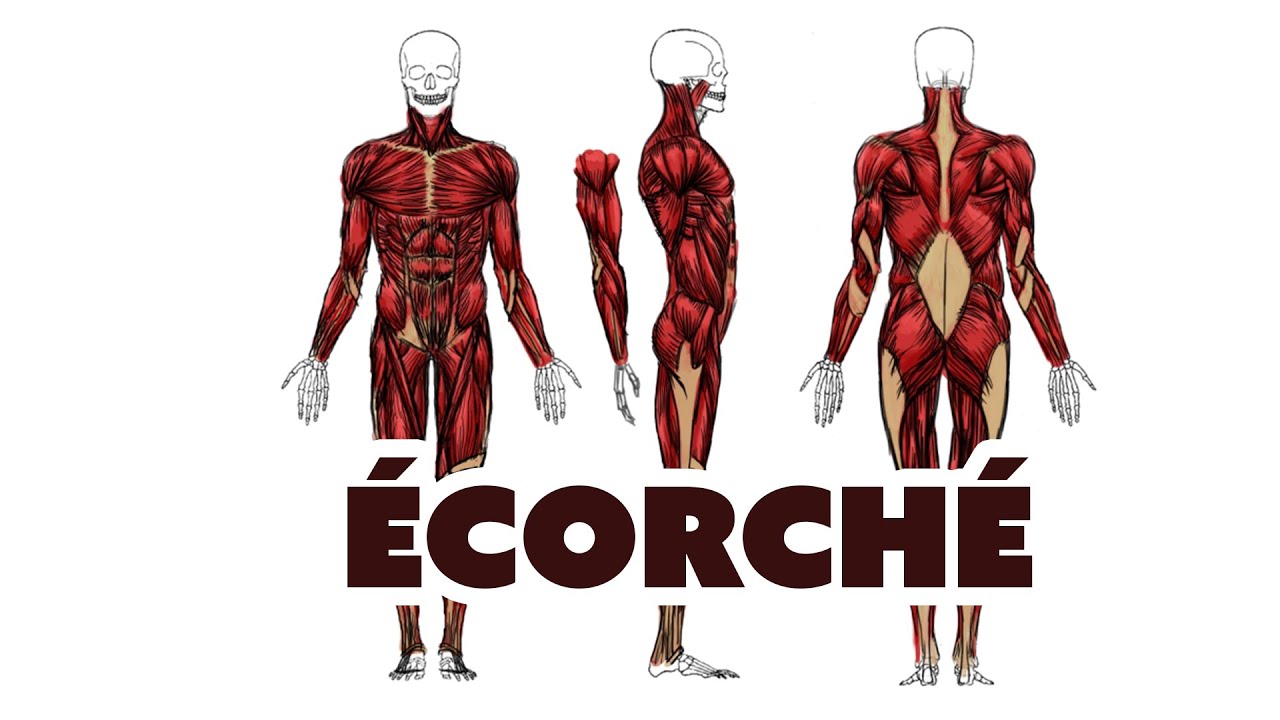 Learning how to draw muscles to make anatomy look good. - YouTube