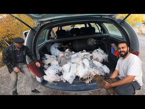 BİR BAGAJ DOLUSU TAVUK ALDIK ! YENİ HAYVANLARIMI GÖRÜNCE ŞAŞIRACAKSINIZ