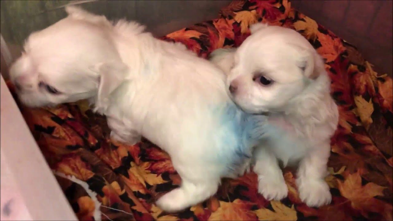 CH George & Bell Puppies - Learning to Walk & Play - YouTube