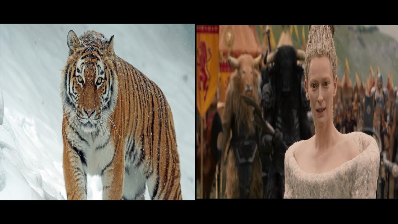 Giant Tiger caught in Aslan land Chronicles of Narnia-1 - YouTube