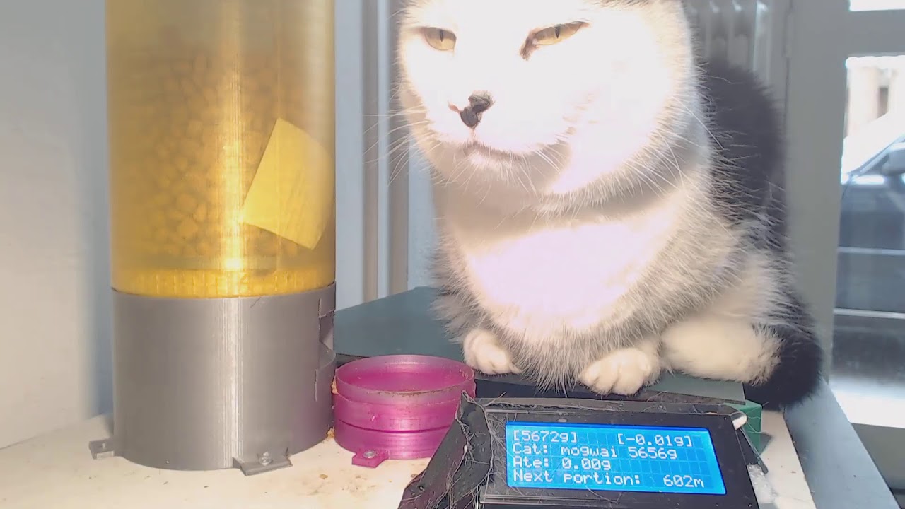 Meowton Live Stream - YouTube