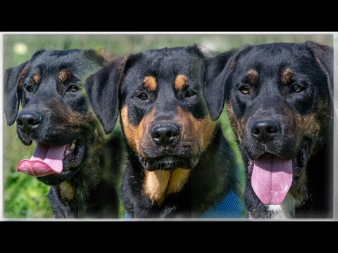 Pablo, Xavier und Alejandro, drei tolle Hunde - YouTube