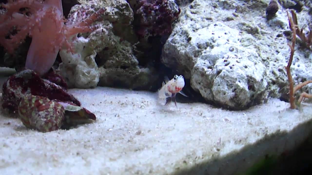 Orange Spotted Goby - YouTube