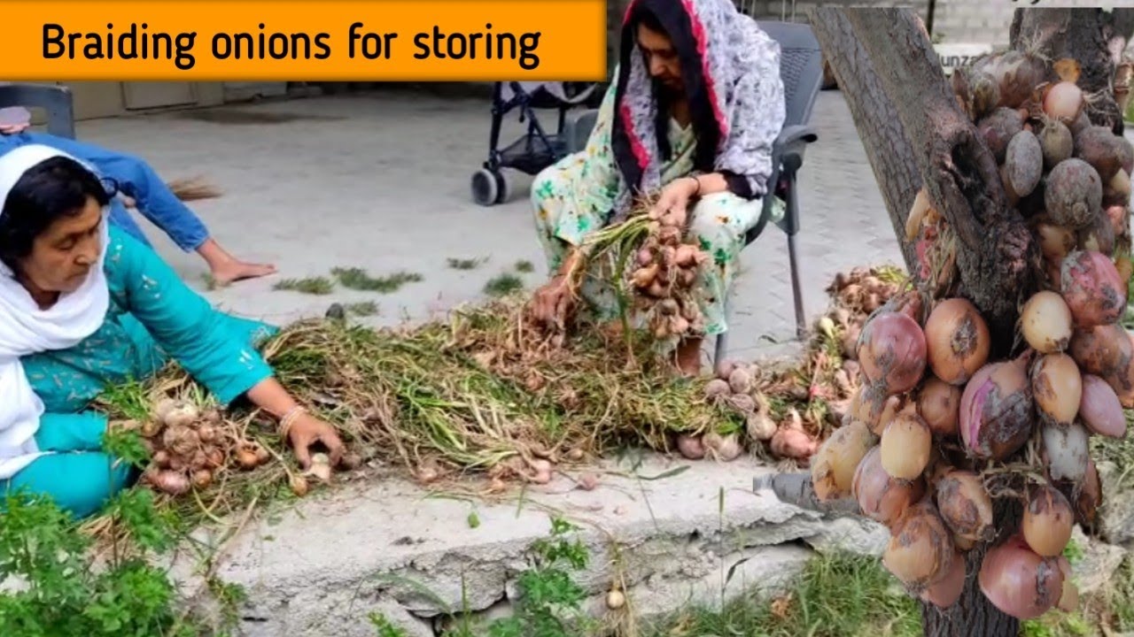Braiding onions to dry | Braiding onions for storing | Life In Hunza ...