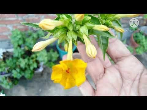 How to grow & care gule abbasi/ 4,o clock/ jalapa/ mirabillis plant ...