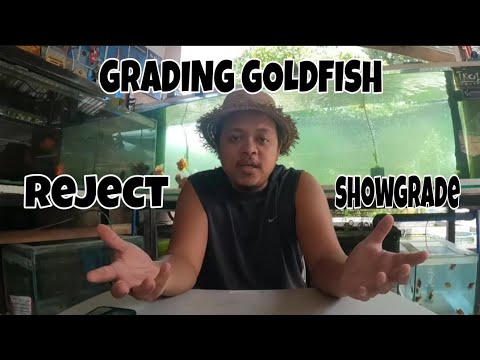 EP91. HOW TO GRADE GOLDFISH FROM REJECT TO SHOW GRADE - YouTube