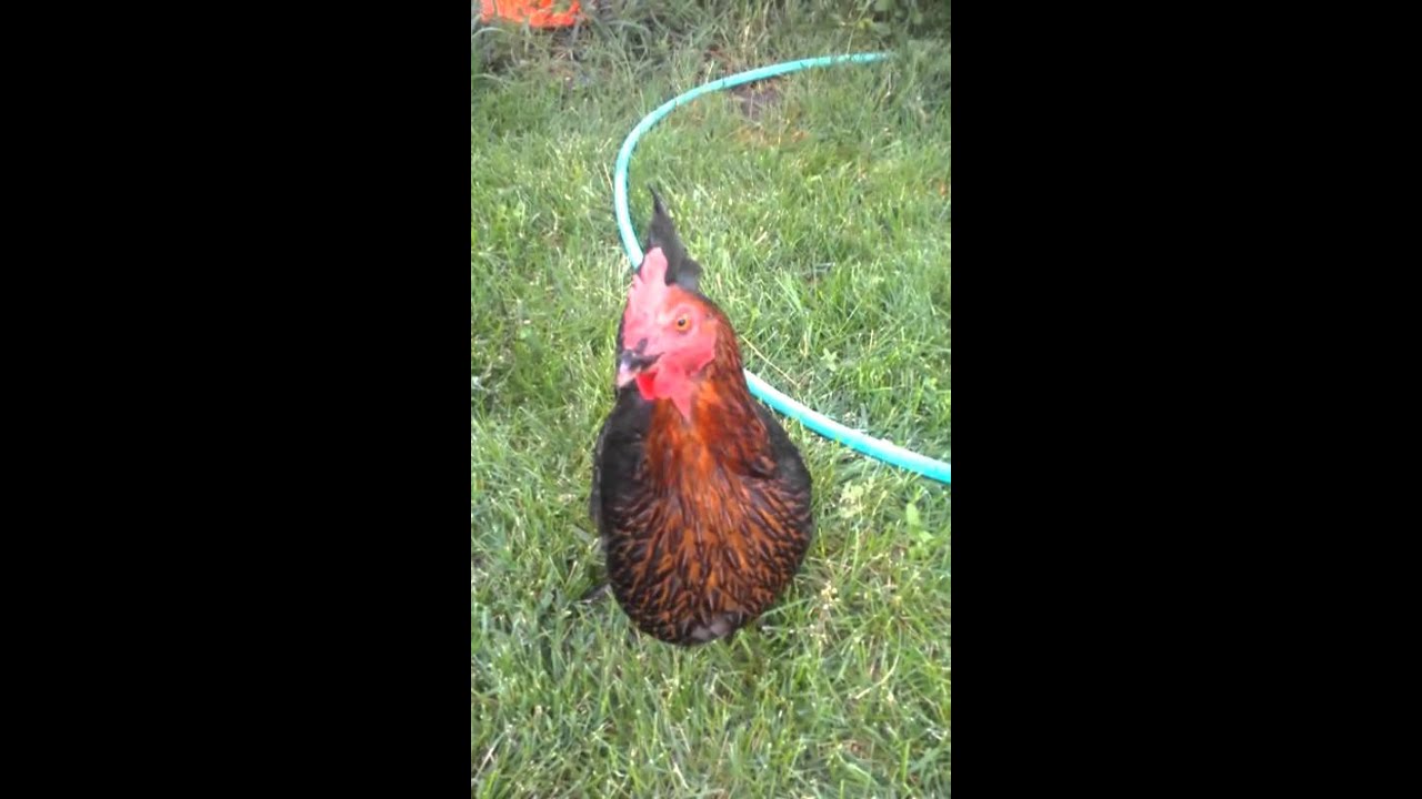 Chicken crying? - YouTube