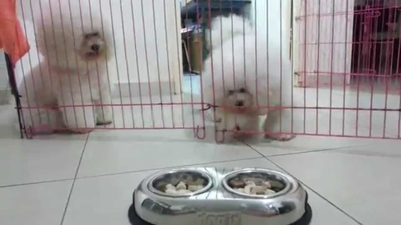 Bichon Frise Waiting for Angry Bird Meat to Cool Down.mp4 - YouTube
