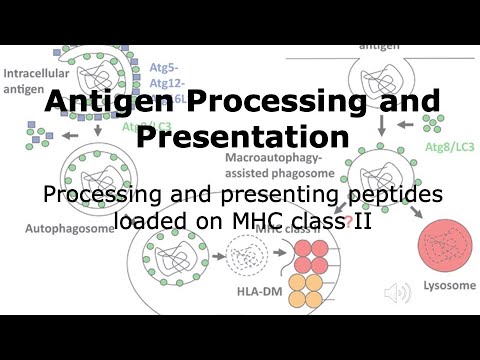 Antigen Processing and Presentation: Loading peptides on MHC class II ...