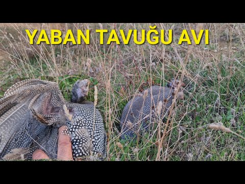 TARLADA ELLE YABAN TAVUĞU YAKALADIM🔥#yabantavuğu #beçtavuğu ▫️4K▫️
