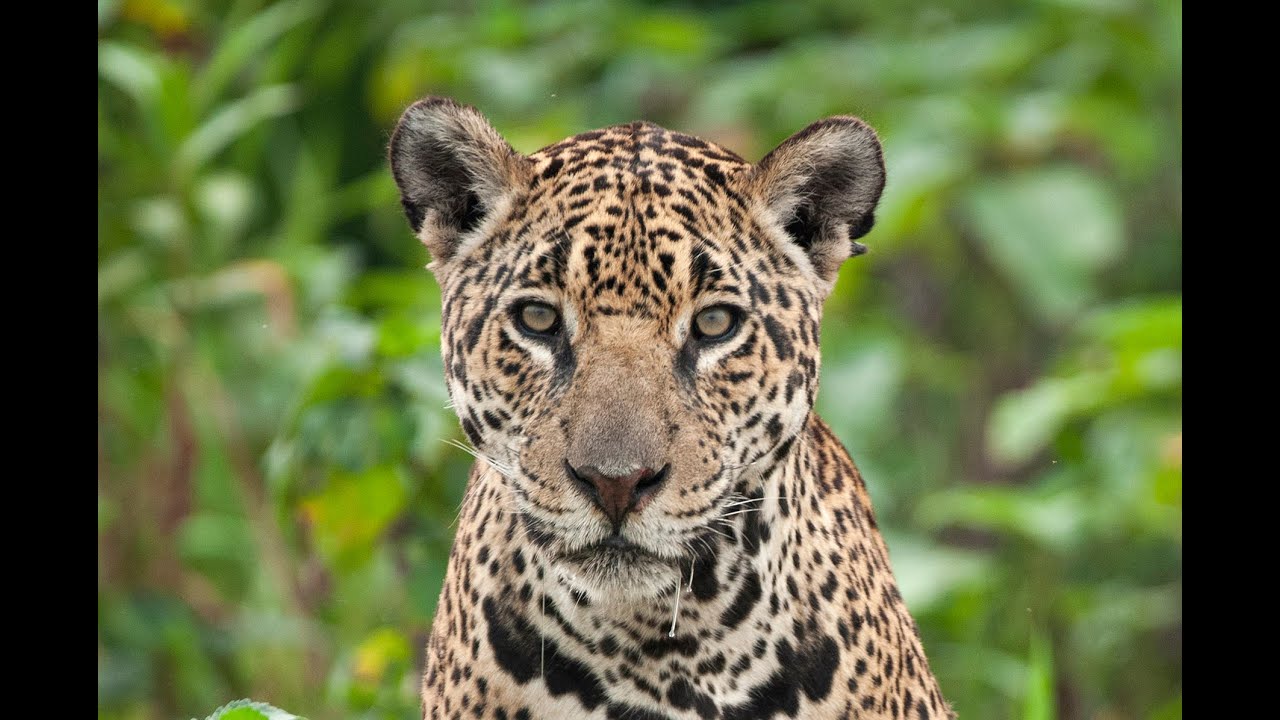 Onça pintada - Símbolo da biodiversidade brasileira - YouTube