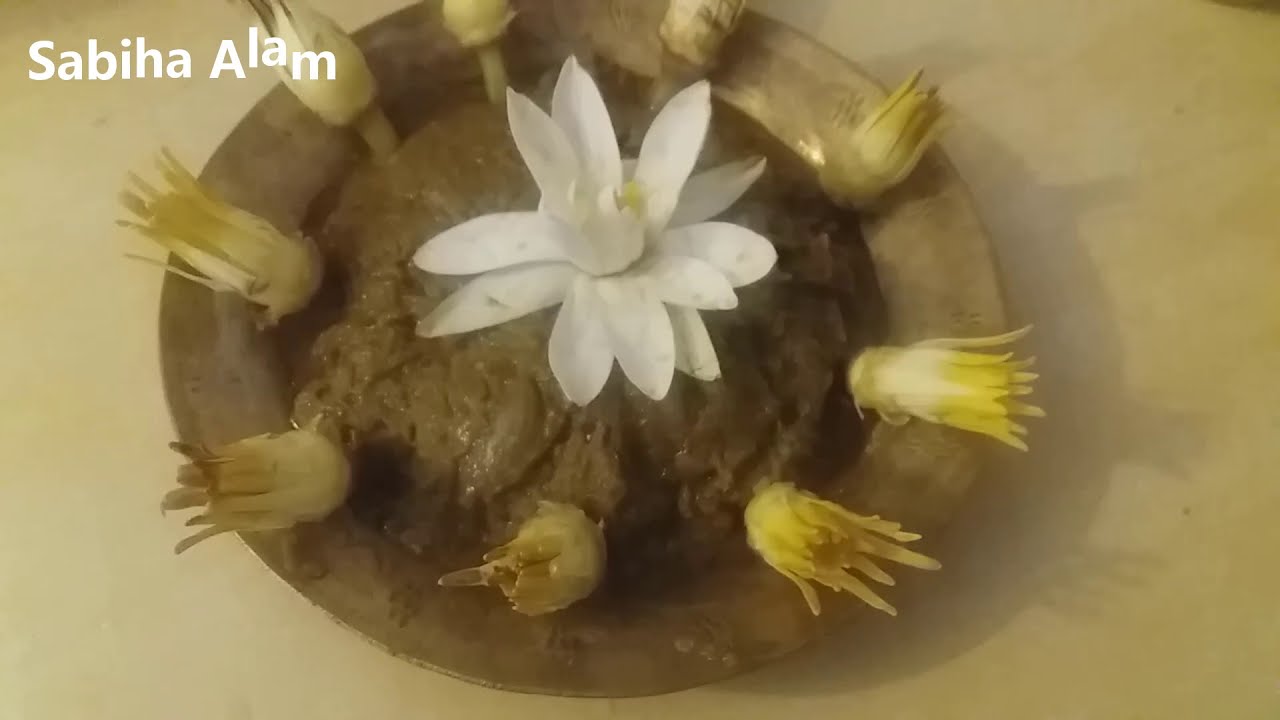 Shapla With Illish | বাঙালীর মজাদার শাপলা ভাজি | Bangali recipe ...