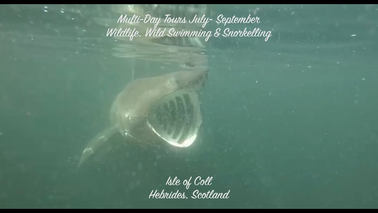 Basking Shark & Wildlife Boat Tours From Isle of Coll - YouTube