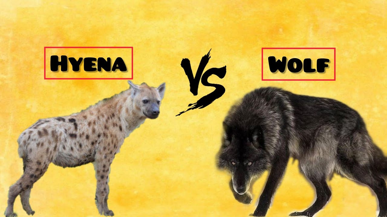 Comparison of Wolf and Hyena (हिंदी) - YouTube