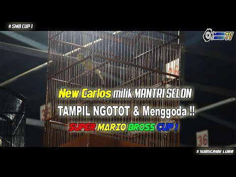Kenari NEW CARLOS milik MANTRI SELON TAMPIL NGOTOT!! di Gelaran SMB CUP 1