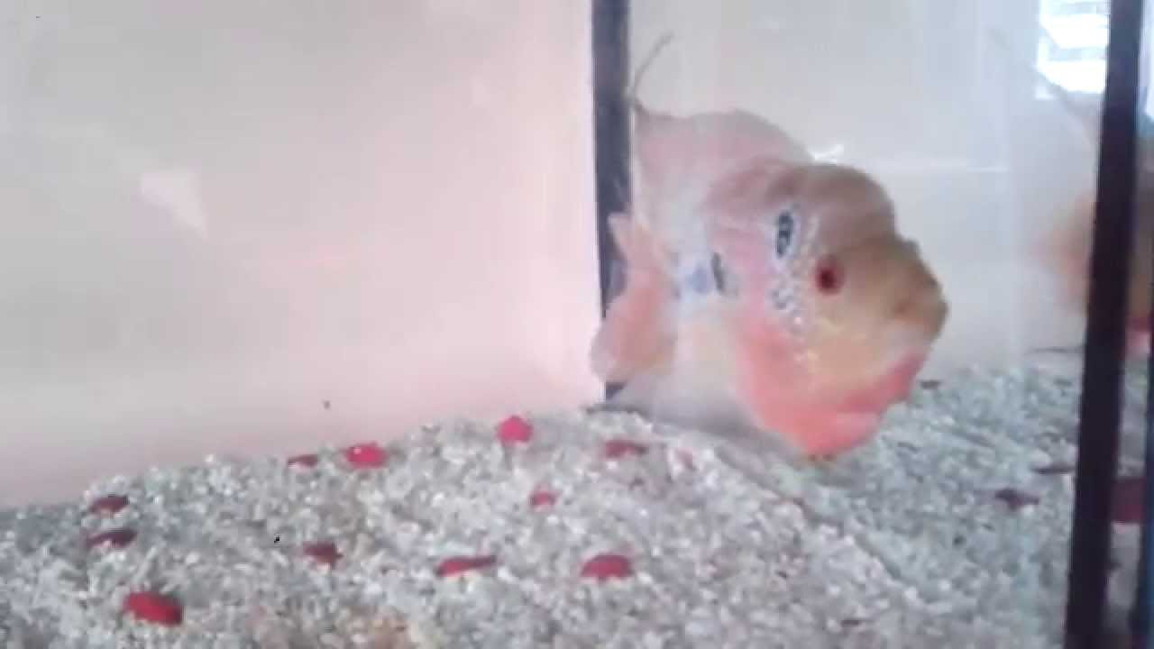 Flowerhorn cichlid Fish @ Ikan Lou Han - YouTube