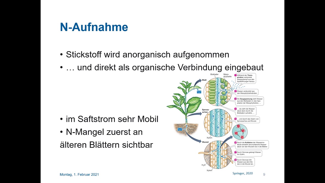Stickstoff Teil 2 - YouTube