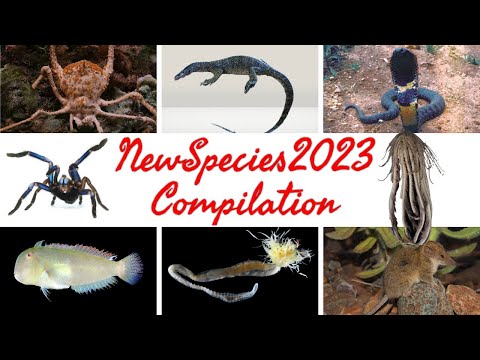 How Many New Insects Are Discovered Each Year