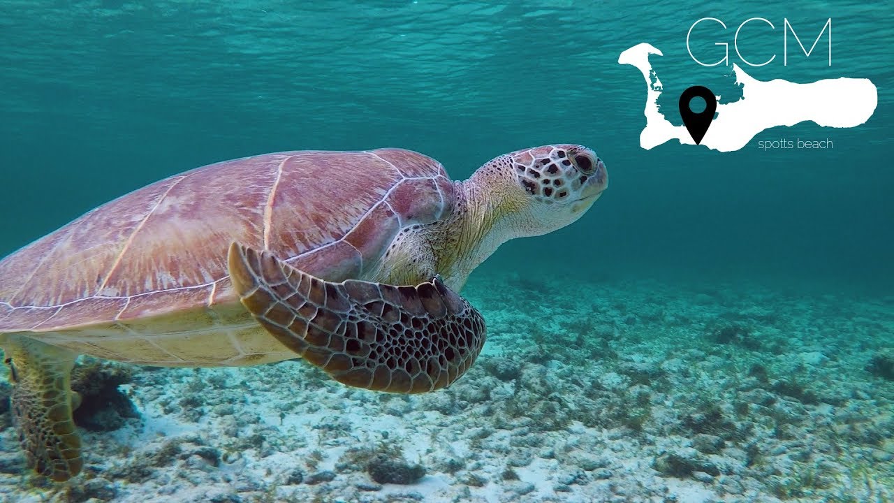 Swim with Sea Turtles in Grand Cayman | Spotts Beach - YouTube