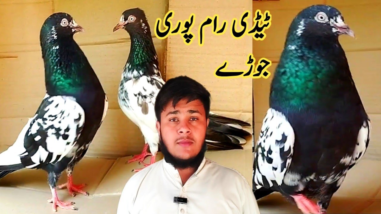 Sailkoti kabootar || frozpuri kabootar || rampuri kabootar || - YouTube