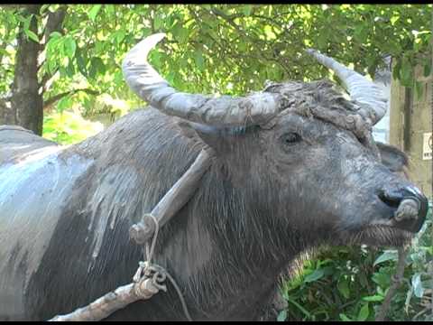 Carabao and sled in Philippines.dv - YouTube