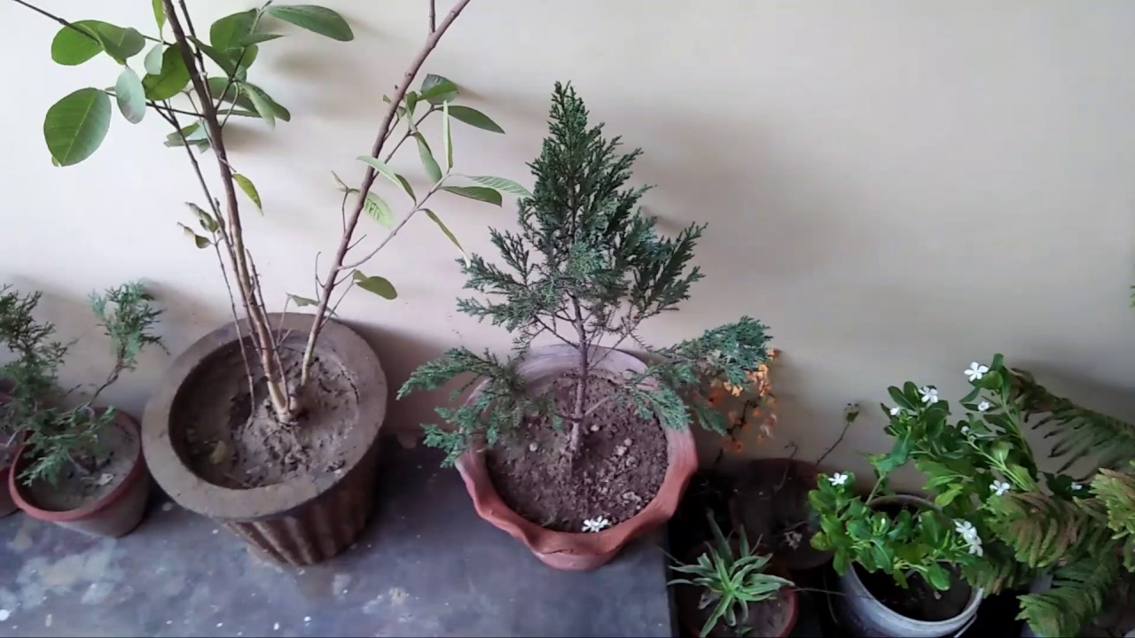 How to grow and care of big Guava tree in pot // Amrood ki dekh bhal ...