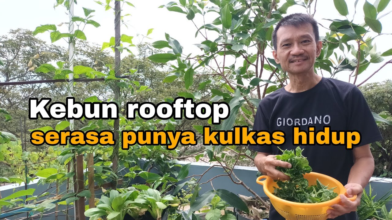 Kebun rooftop, serasa punya kulkas hidup - YouTube